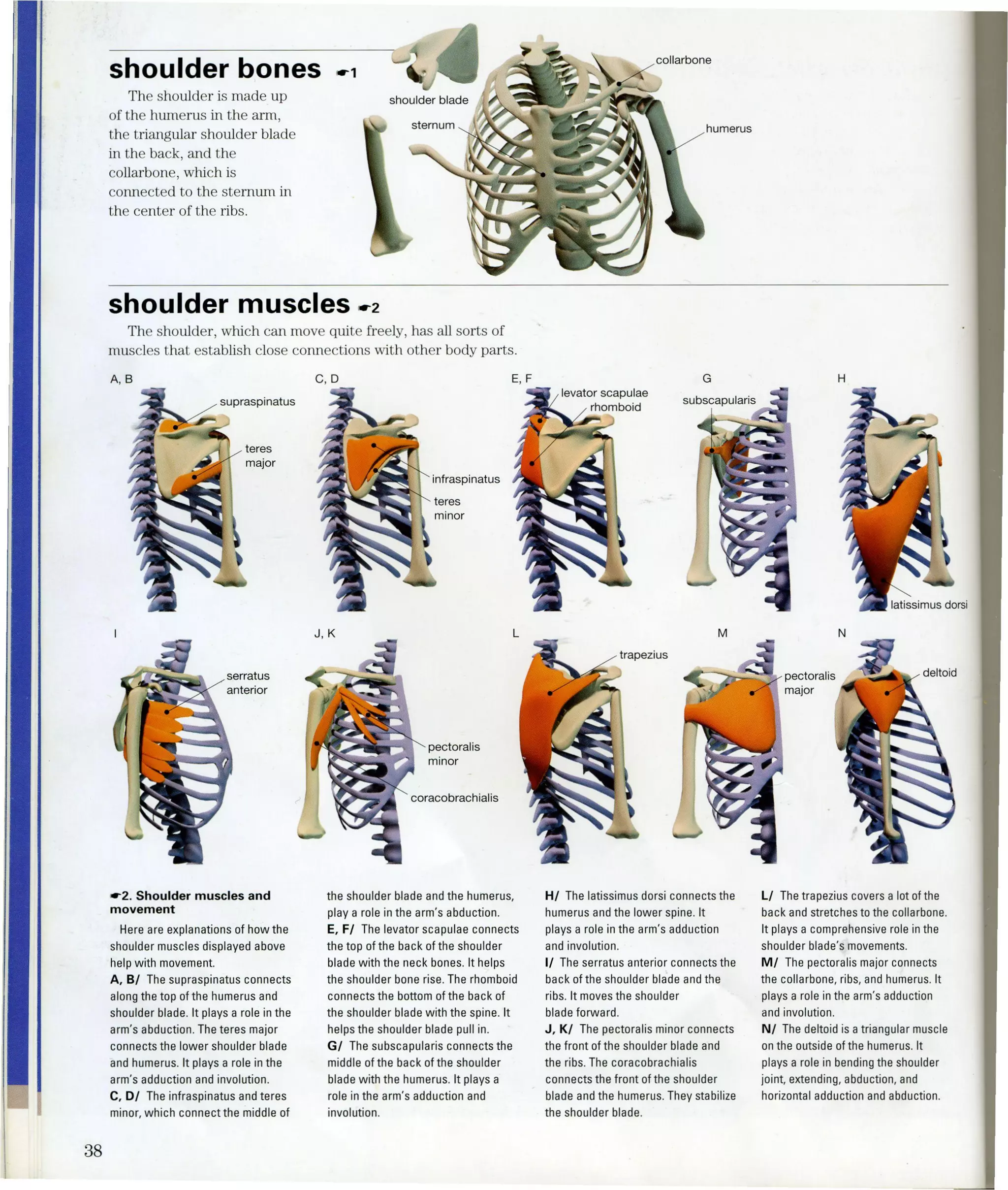 (Takashi ijima) action anatomy for games, animators, and digital ...
