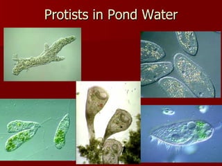 Take A Closer Look! | PPT