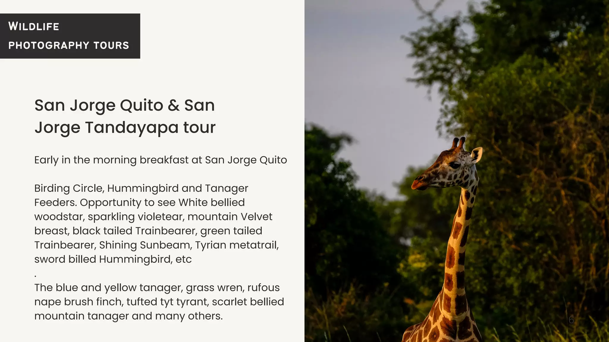 Enjoy The Wildlife Adventure Tours With San Jorge Eco Lodge Quito.pdf