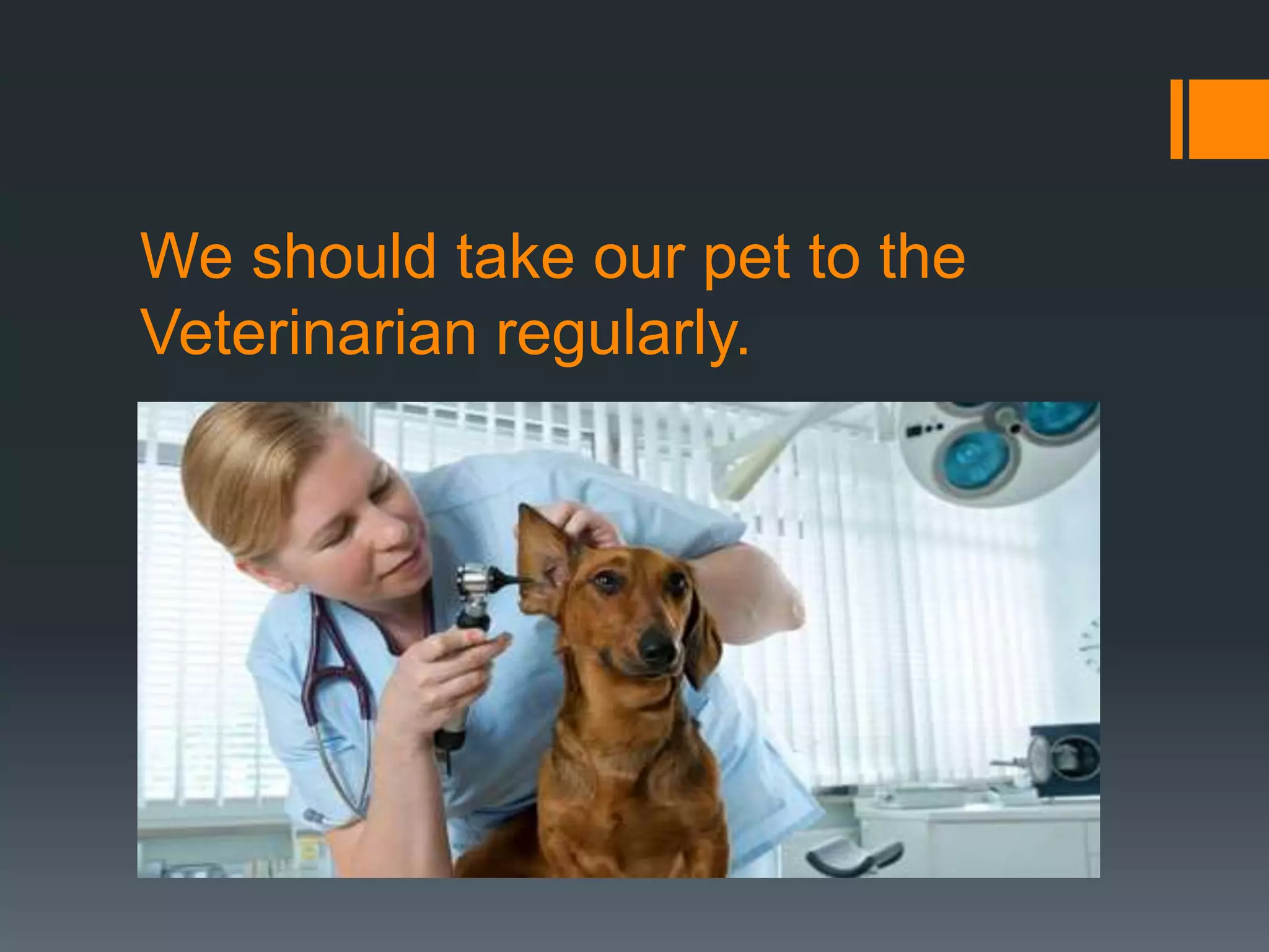 Take care of animals | PPTX