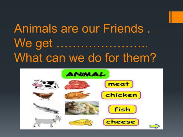 Take care of animals | PPTX