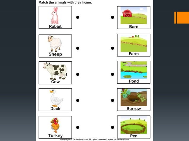 Take care of animals | PPTX