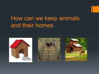 Take care of animals | PPTX