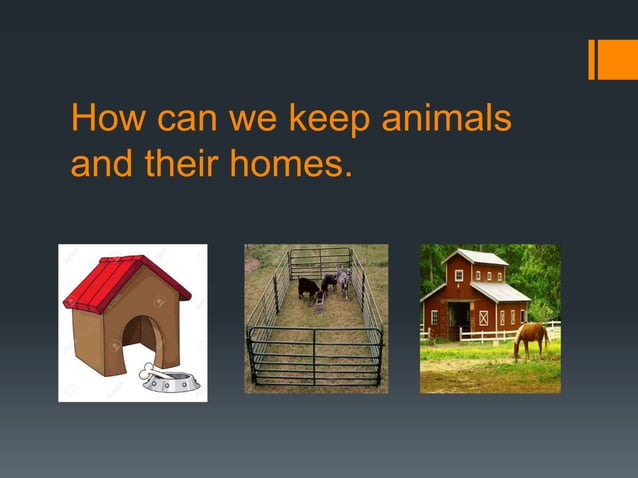 Take care of animals | PPTX