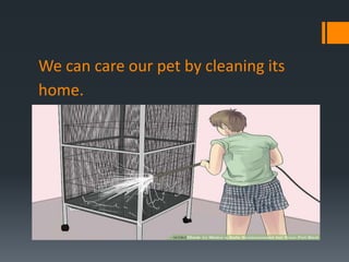 Take care of animals | PPTX