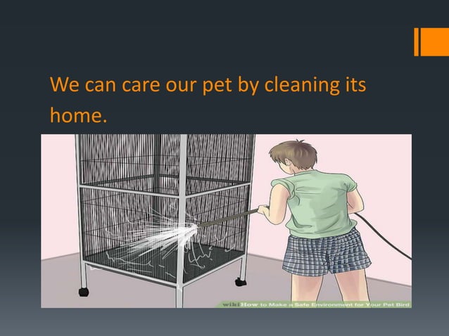 Take care of animals | PPTX