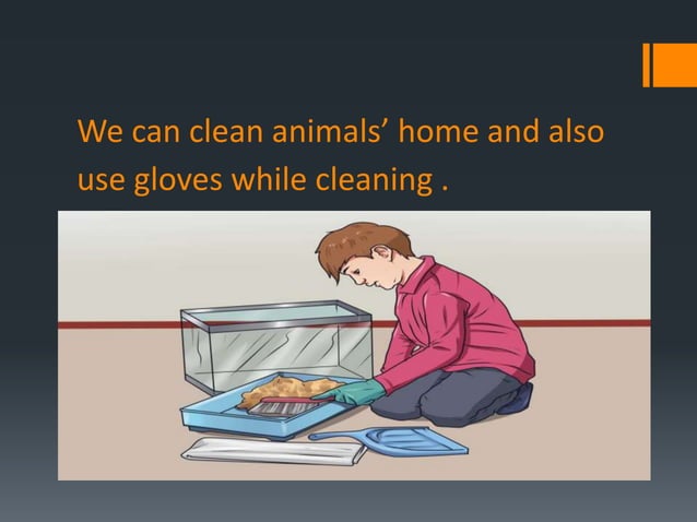 Take care of animals | PPTX