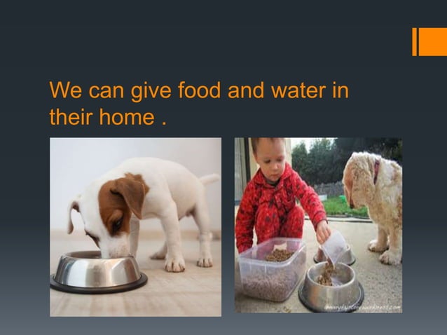 Take care of animals | PPTX