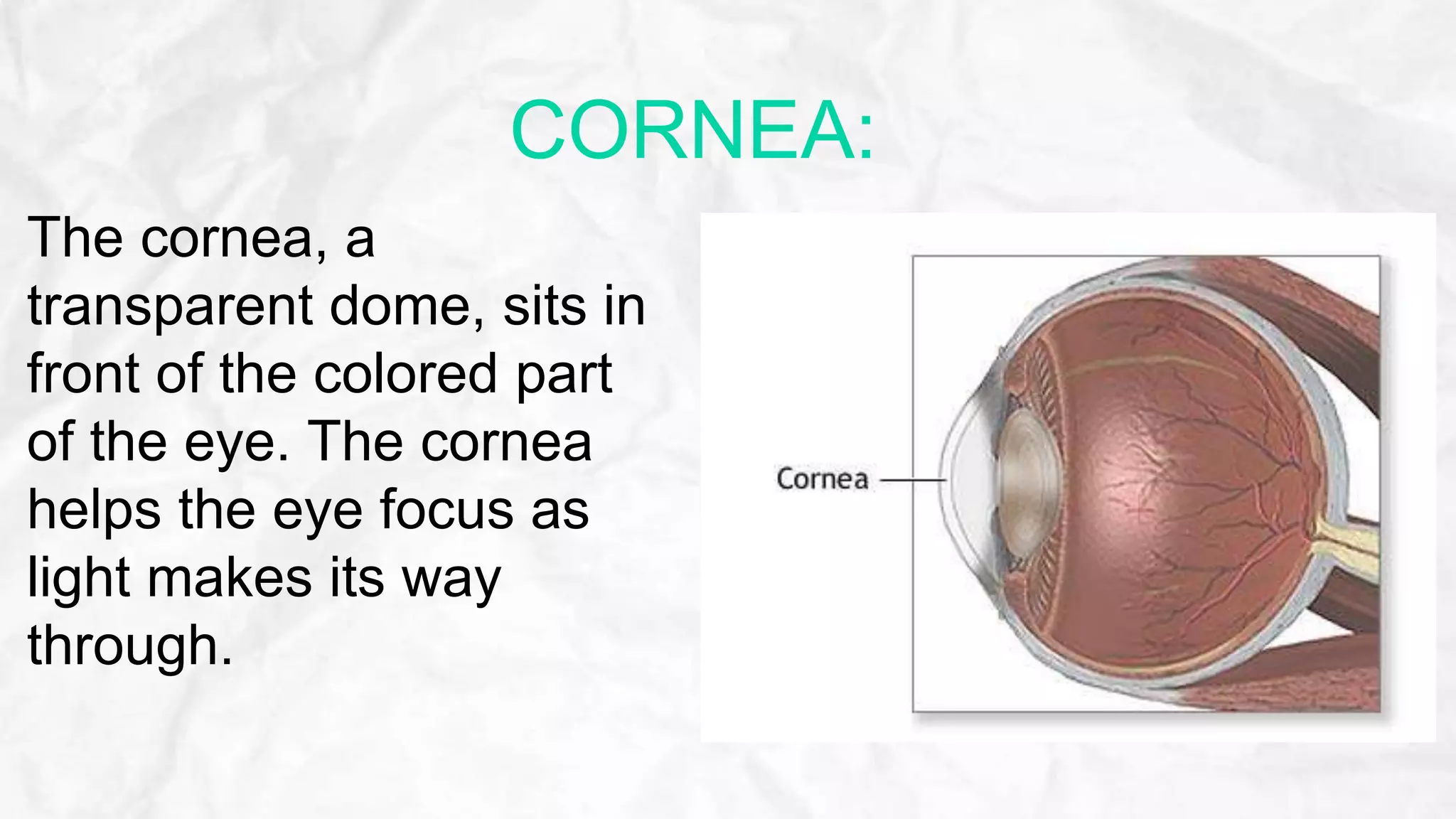taking care of the eyes.pptx