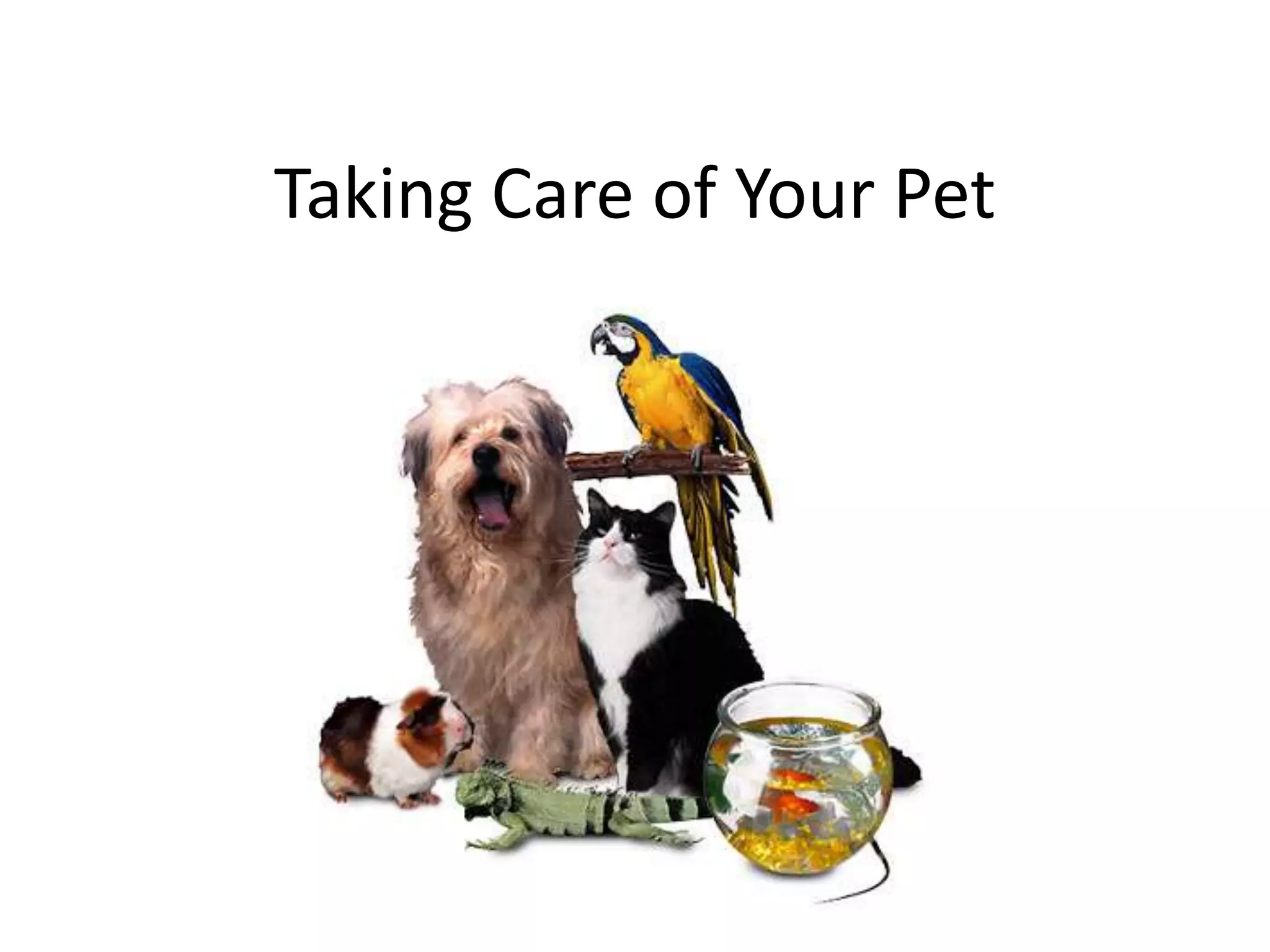 Taking care of your pet | PPTX