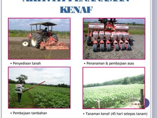 Taklimat kenaf lktn | PPT