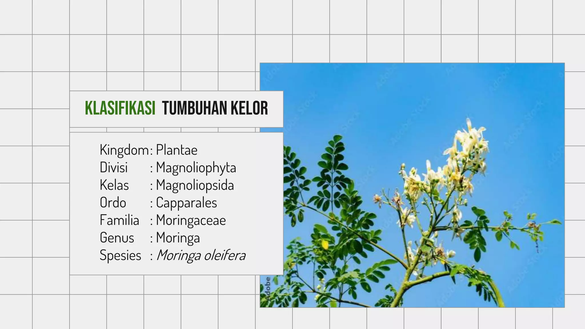 taksonomi kelor.pptx