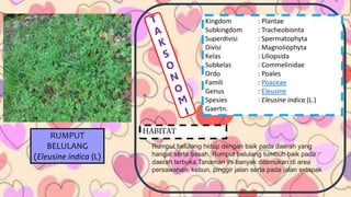 Taksonomi tumbuhan dan hewan | PPTX