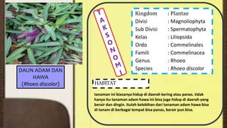 Taksonomi tumbuhan dan hewan | PPTX