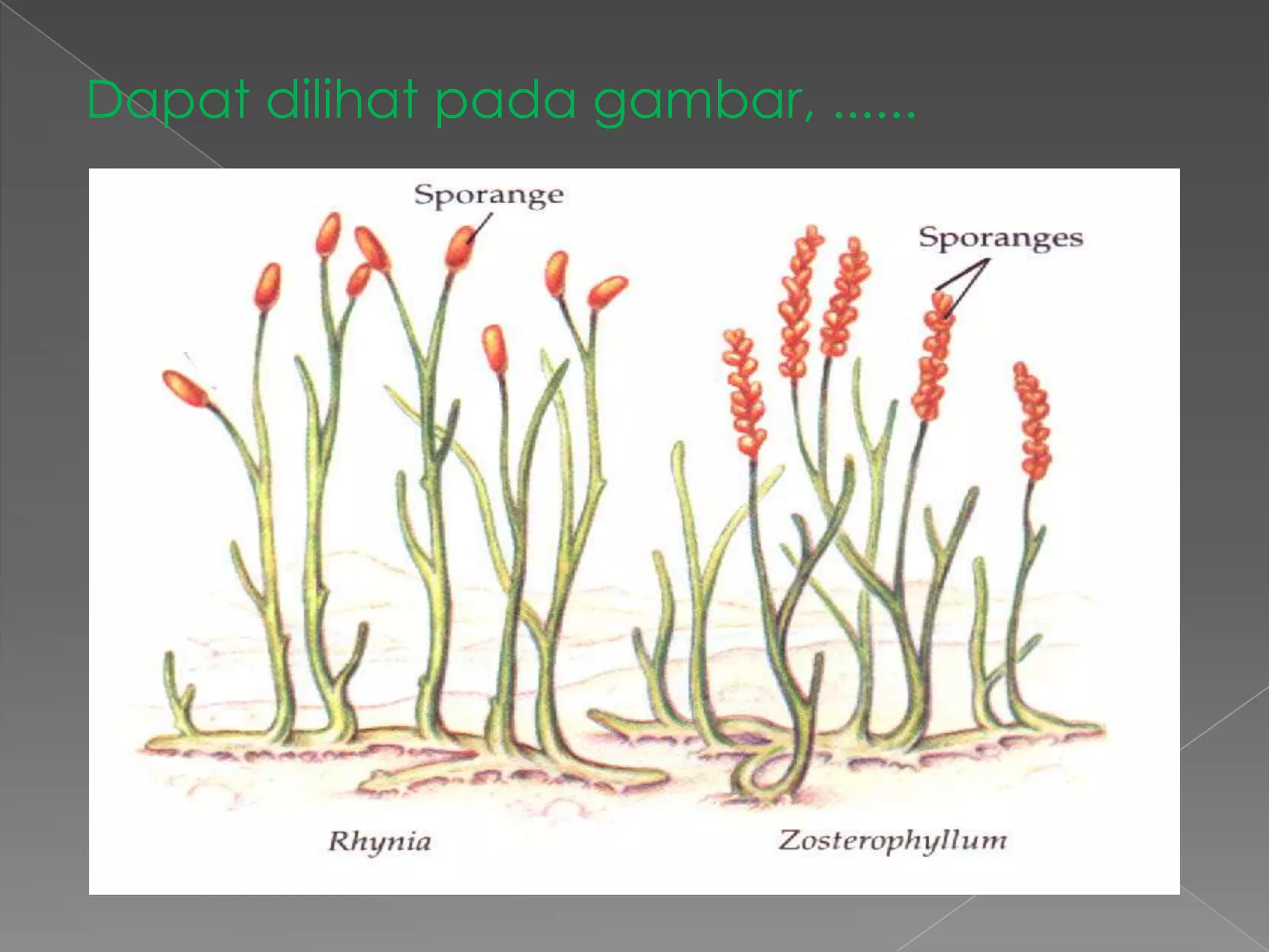 Taksonomi tumbuhan i,kelompok 3, biologi 3 | PPTX
