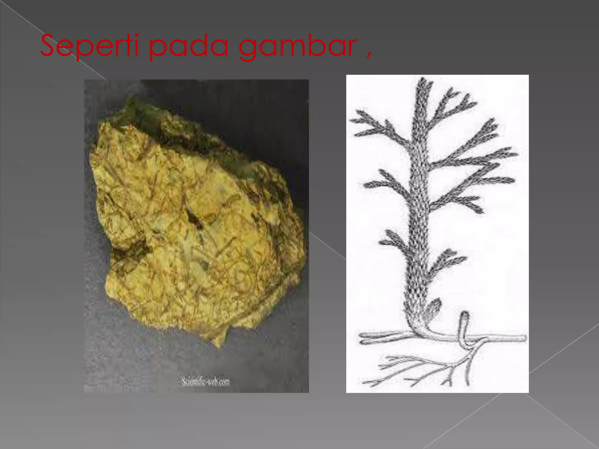 Taksonomi tumbuhan i,kelompok 3, biologi 3 | PPTX
