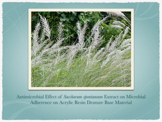 Talahib thesis | PDF | Herbs and Supplements | Alternative Medicine