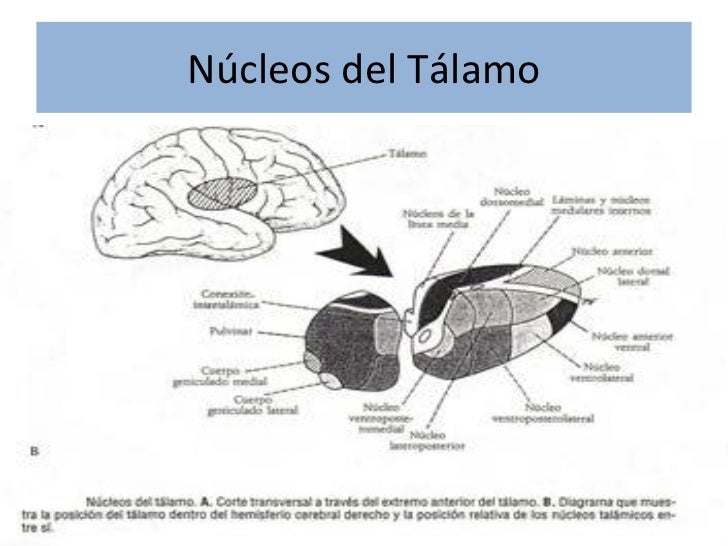 Talamo HipotáLamo