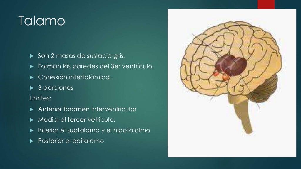 Talamo e hipotalamo