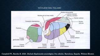 NEUROANATOMIA FUNCIONAL DEL TALAMO .pptx