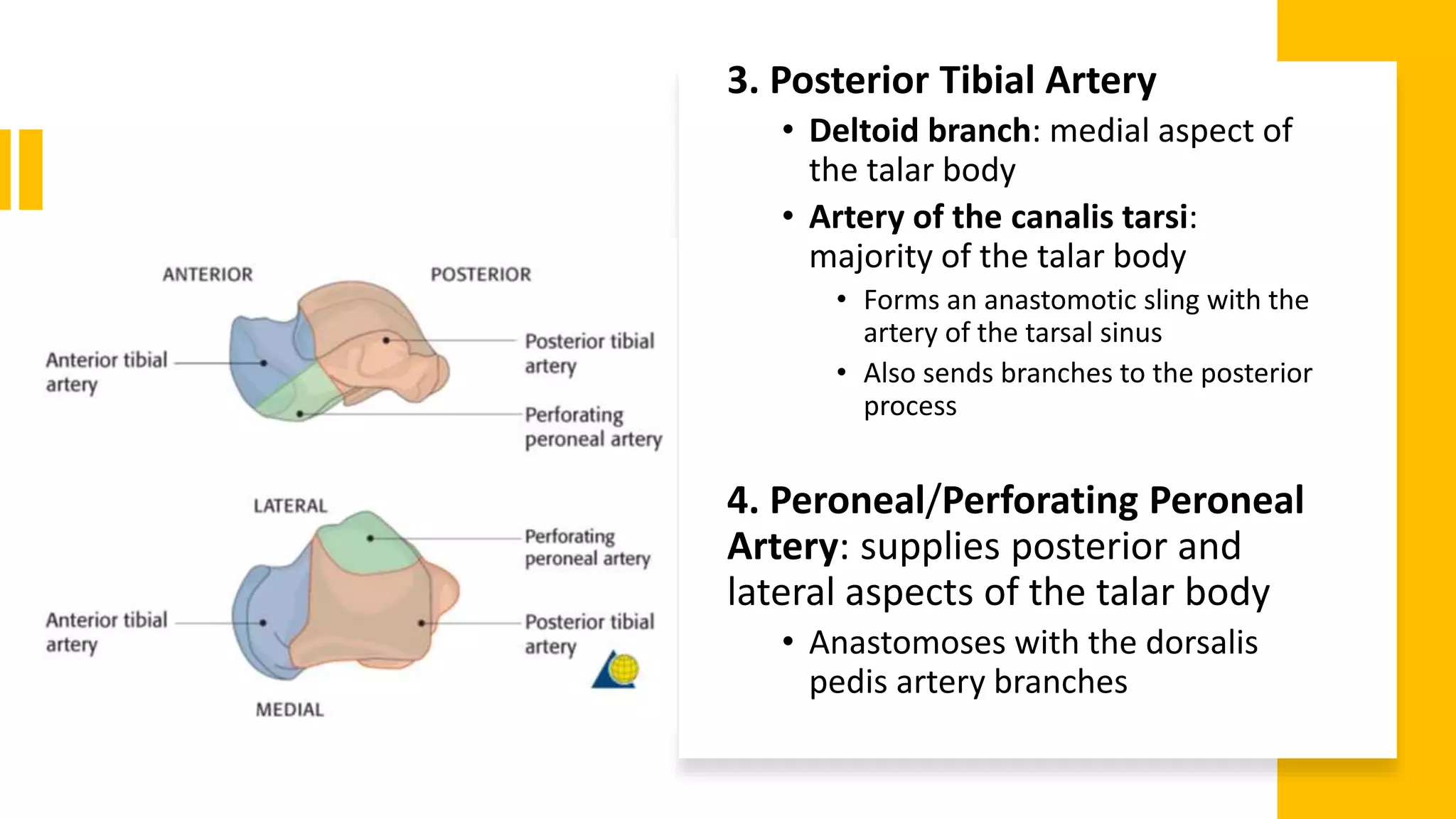 AJM Sheet: Talar fracture | PPTX | Death, Injury, or Military Conflict ...