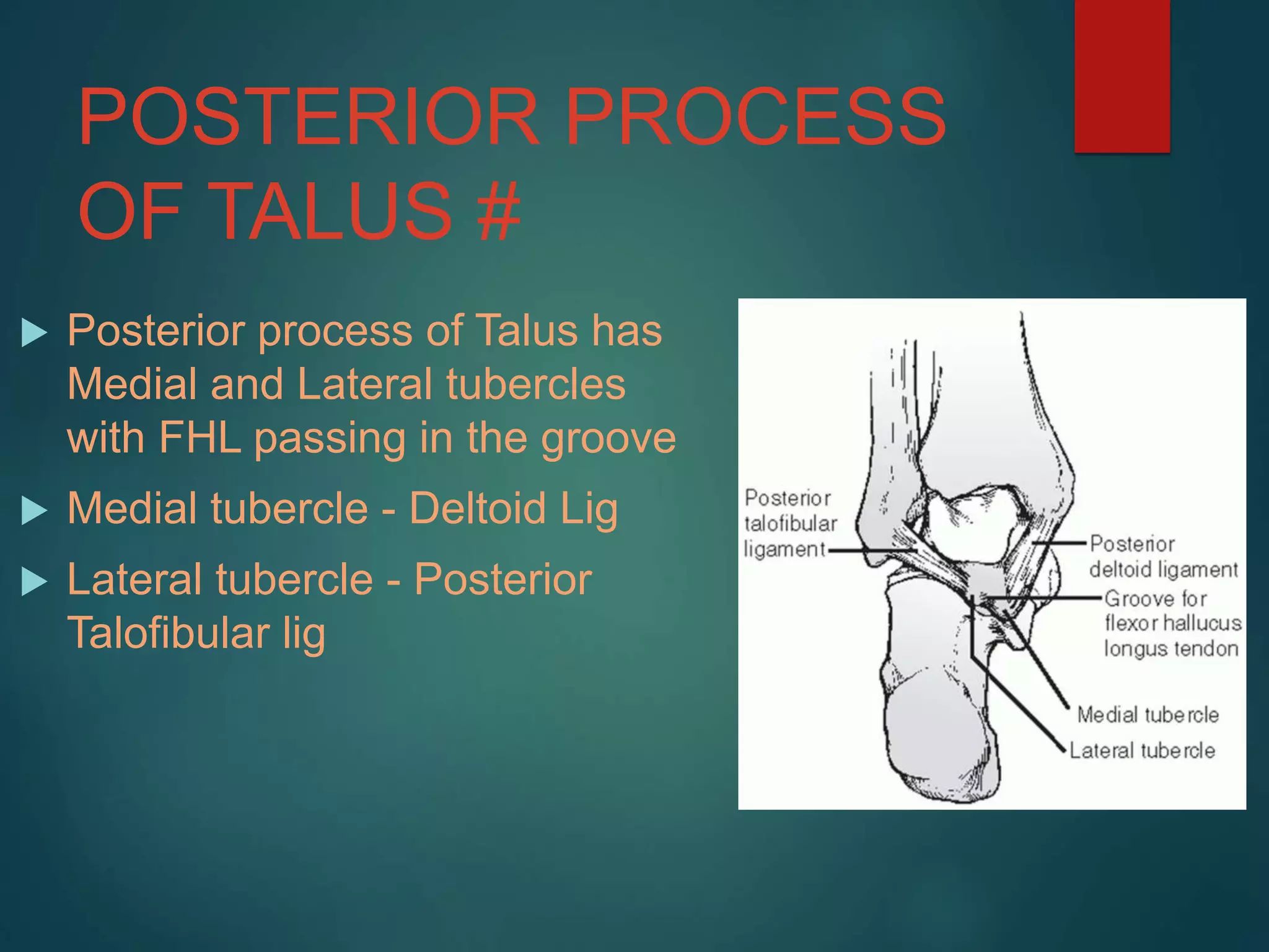 TALUS FRACTURE AND MANAGEMENT. | PPTX