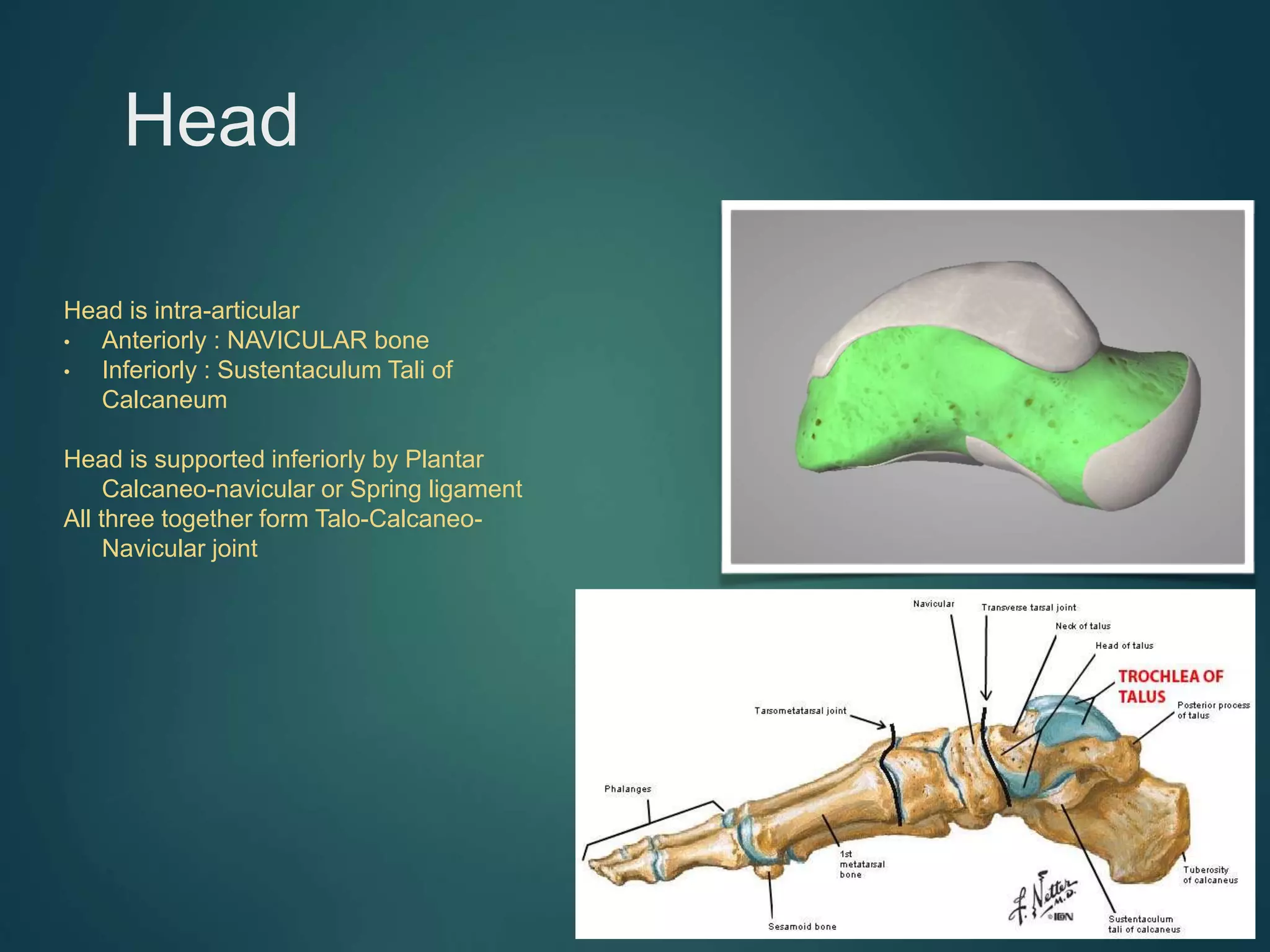 TALUS FRACTURE AND MANAGEMENT. | PPTX