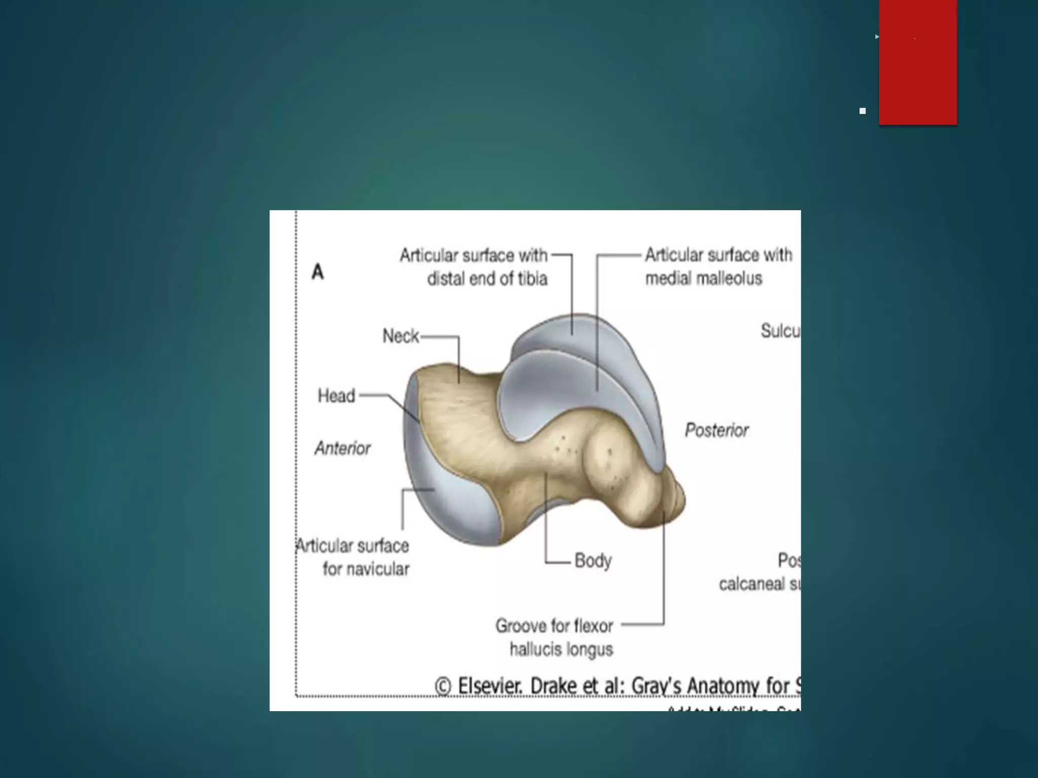 TALUS FRACTURE AND MANAGEMENT. | PPTX