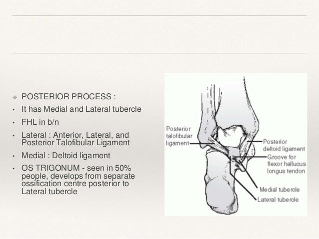 Talus Lateral Process Fracture