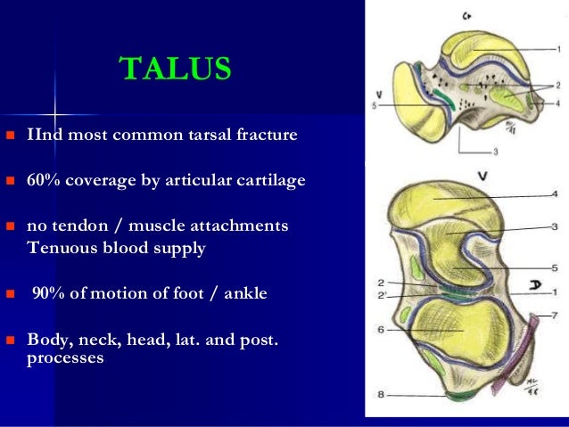 Talus Muscle