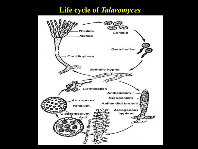 Talaromyces | PPTX | Gardening | Home & Garden