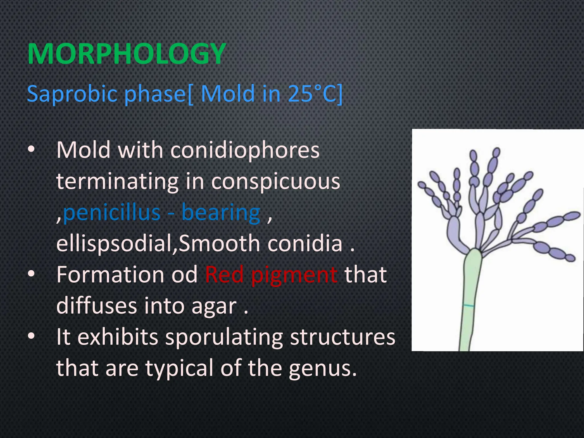 TALAROMYCOSIS - Introduction, Morphology, Epidemiology, Clinical ...