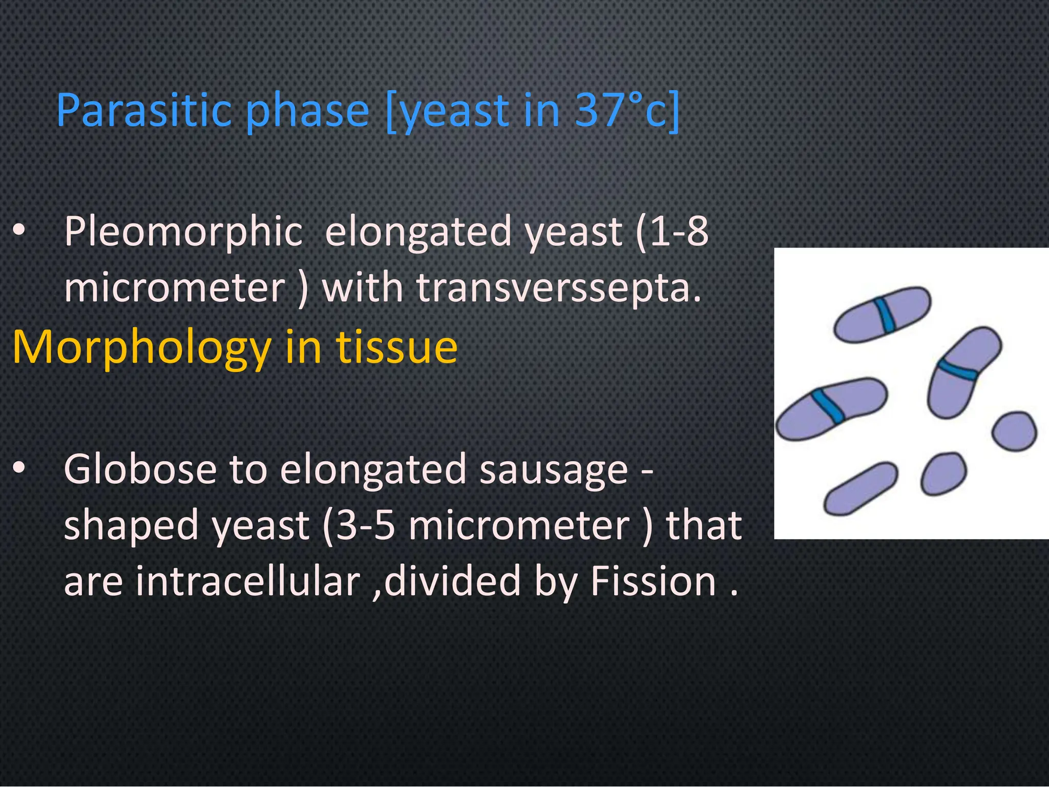 TALAROMYCOSIS - Introduction, Morphology, Epidemiology, Clinical ...