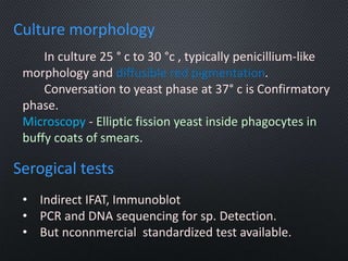 TALAROMYCOSIS - Introduction, Morphology, Epidemiology, Clinical ...