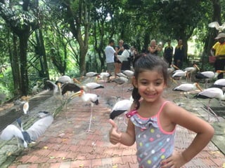 Taleen animals | PPTX