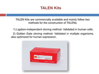 Talen final | PPT
