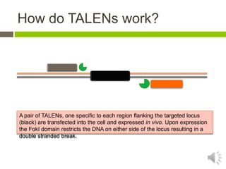 Genome Editing with TALENS | PPTX