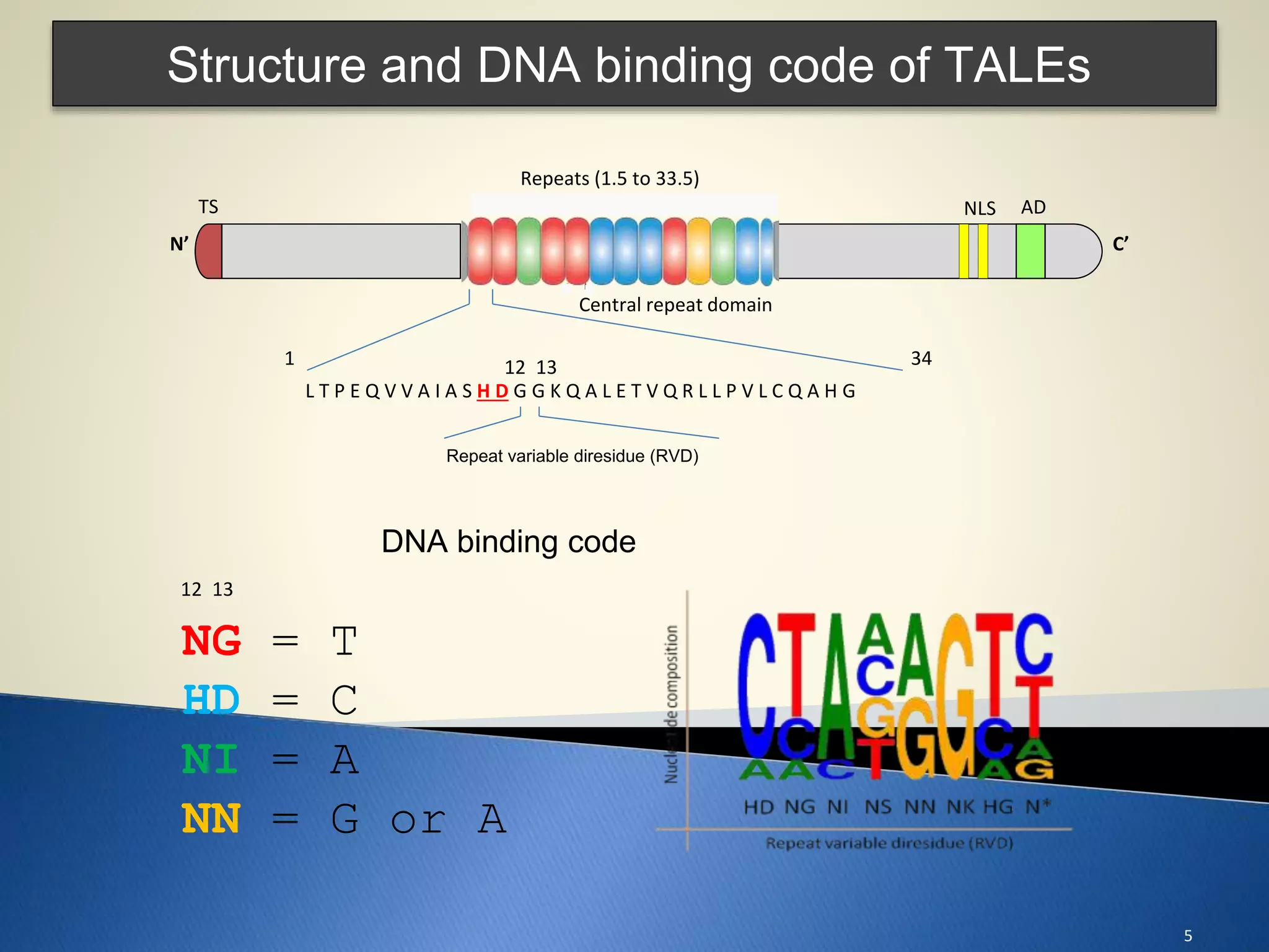 TALENs (Transcription Activator-like Effector Nucleases) | PPTX