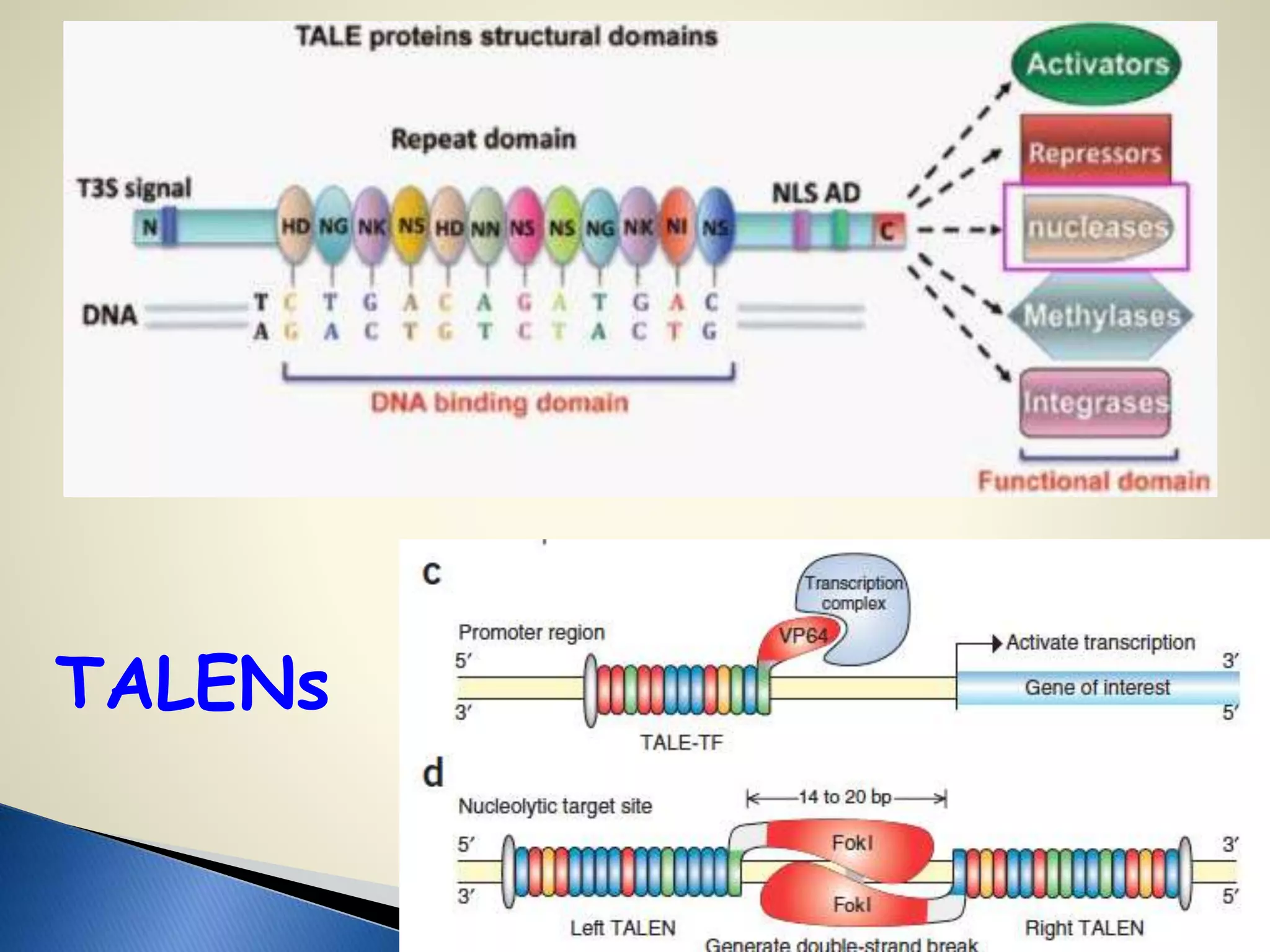 TALENs (Transcription Activator-like Effector Nucleases) | PPTX