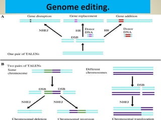 TALENs (Transcription Activator-like Effector Nucleases) | PPTX