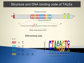 TALENs (Transcription Activator-like Effector Nucleases) | PPTX