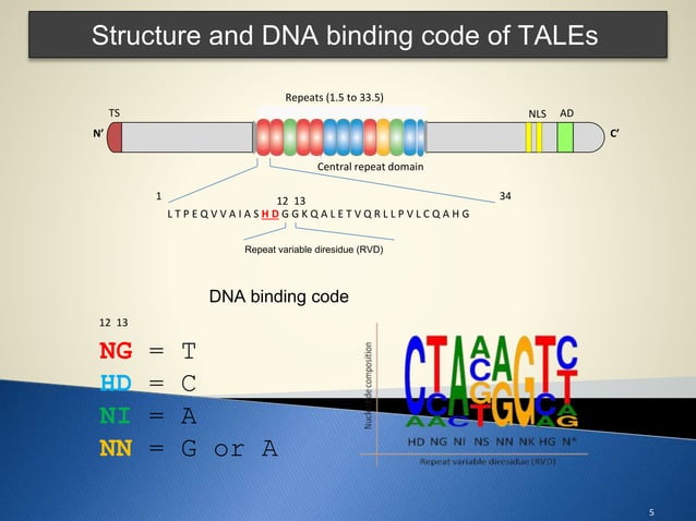TALENs (Transcription Activator-like Effector Nucleases) | PPTX
