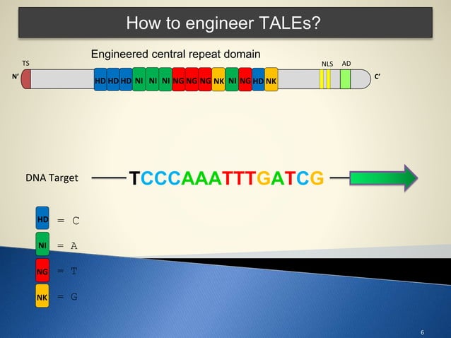 TALENs (Transcription Activator-like Effector Nucleases) | PPTX
