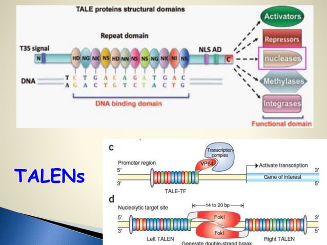 TALENs (Transcription Activator-like Effector Nucleases) | PPTX