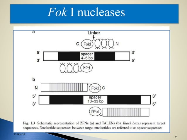 TALENs (Transcription Activator-like Effector Nucleases) | PPTX