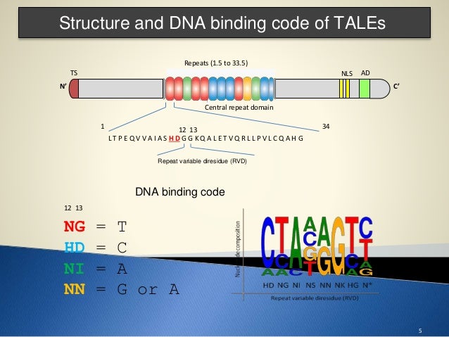 TALENs (Transcription Activator-like Effector Nucleases)