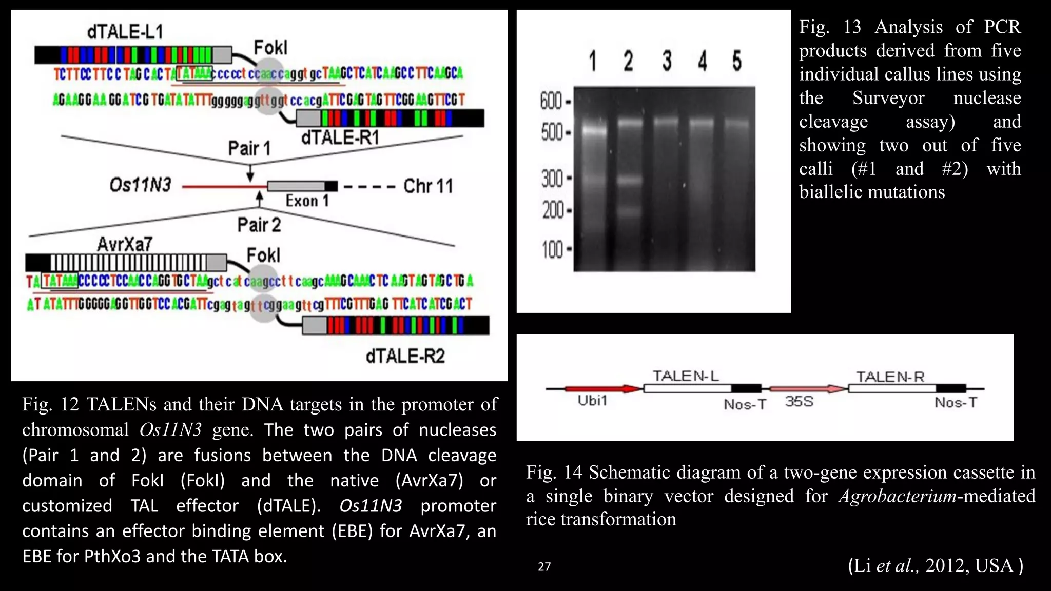TALENs: A WIDELY APPLICABLE TECHNOLOGY FOR TARGETED GENOME EDITING | PDF