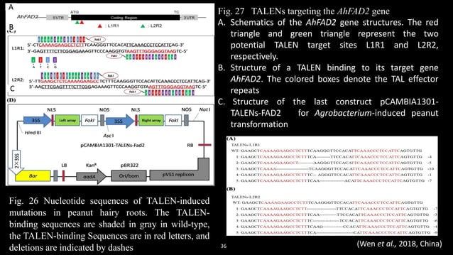 TALENs: A WIDELY APPLICABLE TECHNOLOGY FOR TARGETED GENOME EDITING | PDF
