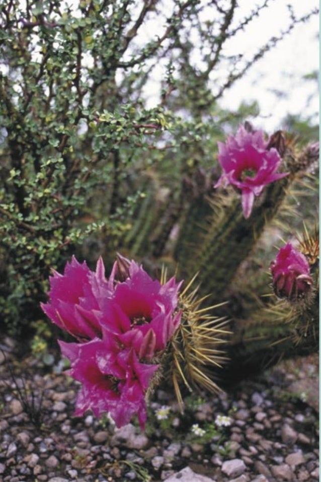 Xeriscape Botanical Garden