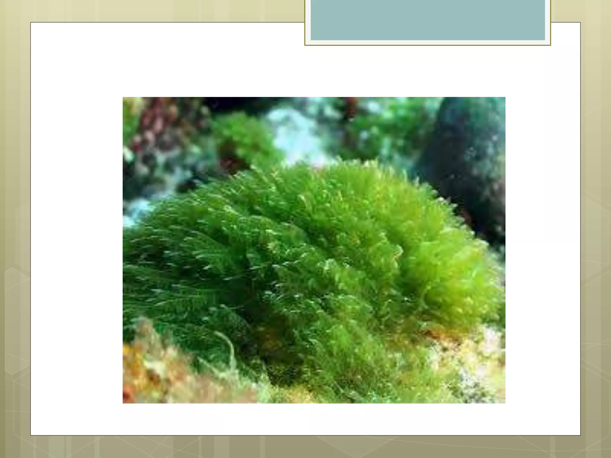 Plantas Talofitas